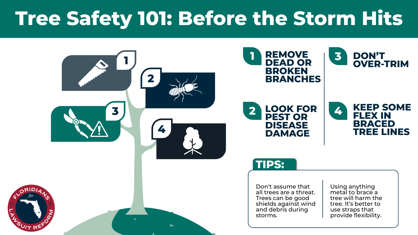 Florida 'tree surgeon' shares tips to prepare trees for hurricane ...